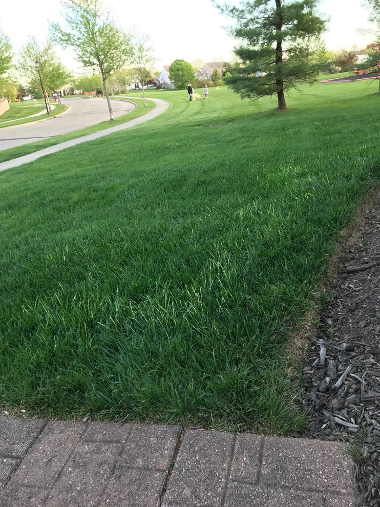 white grass patches (w/ pics) | Houzz Forum