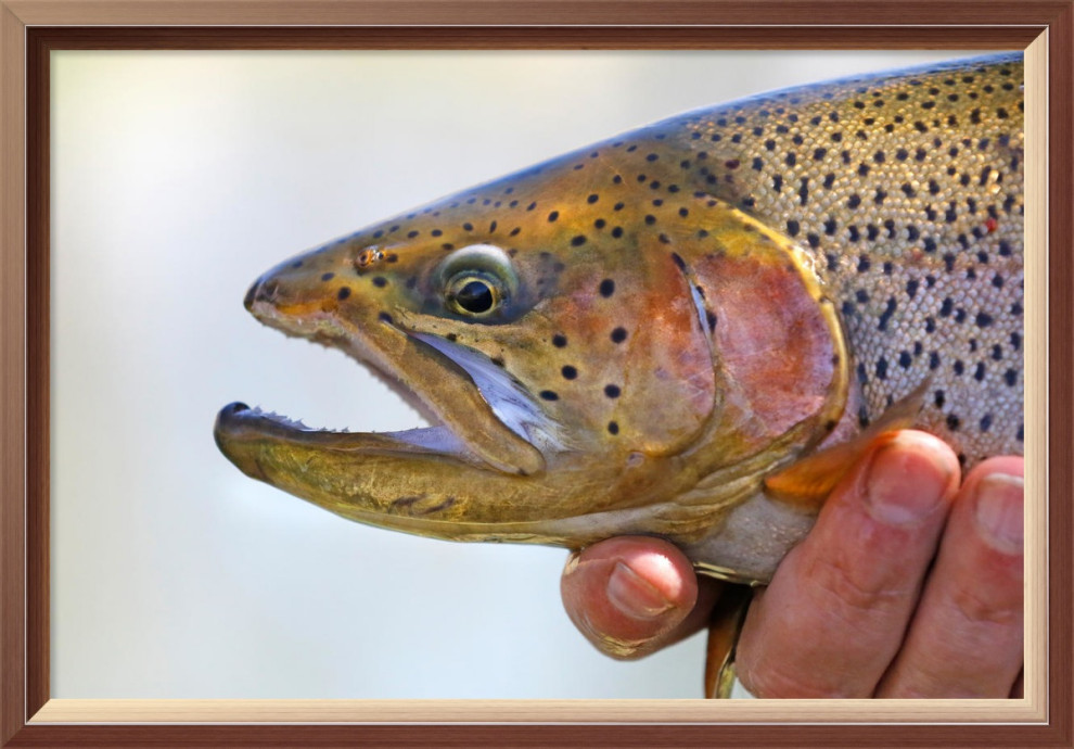 "King Trout" by Vic Schendel, 18"x12" - Beach Style - Prints And ...