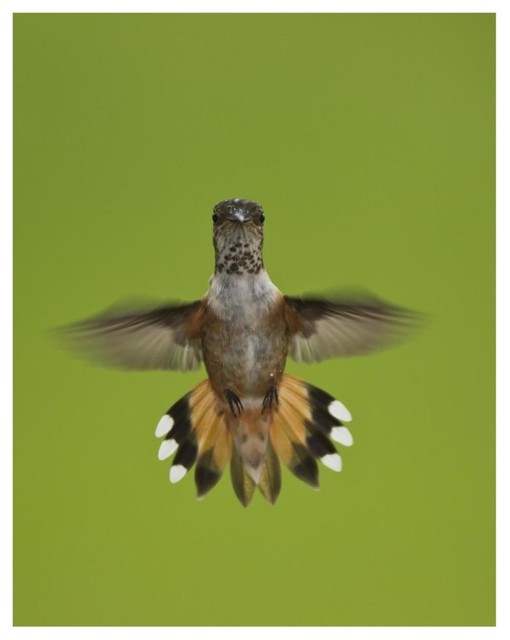 "Rufous Hummingbird Hovering, Stikine River Delta, Alaska" Wall Art, 30 ...