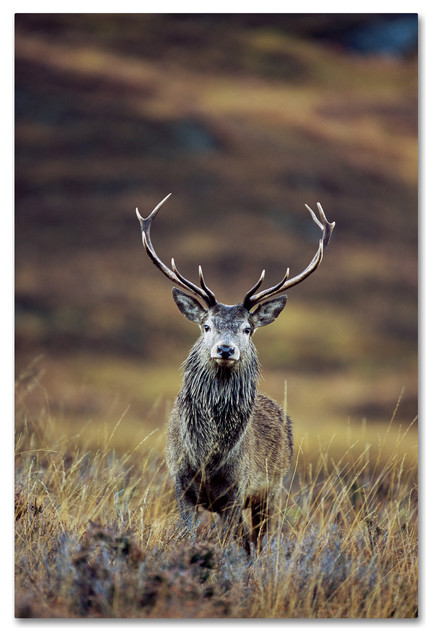 "Deer" by Robert Harding Picture Library, Canvas Art, 22"x32" - Rustic ...