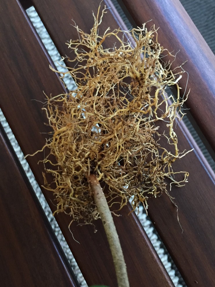 Poor root system