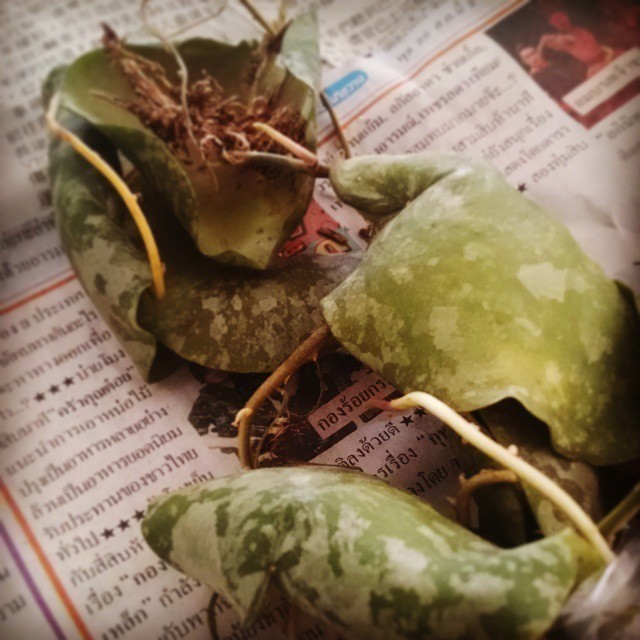 Hoya Maxima
