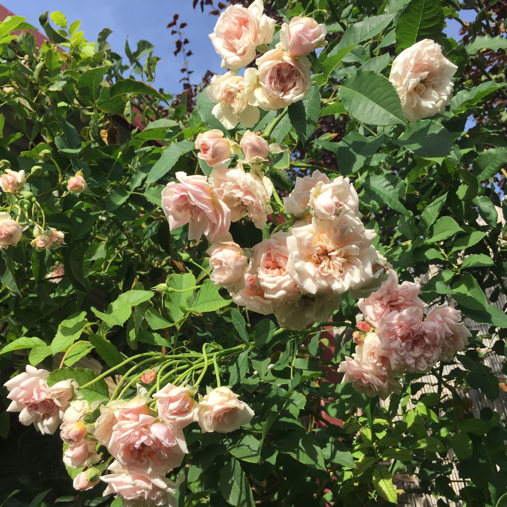 Roses that smell good at night?