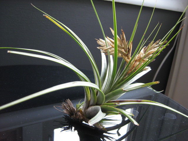 Tillandsia identification help