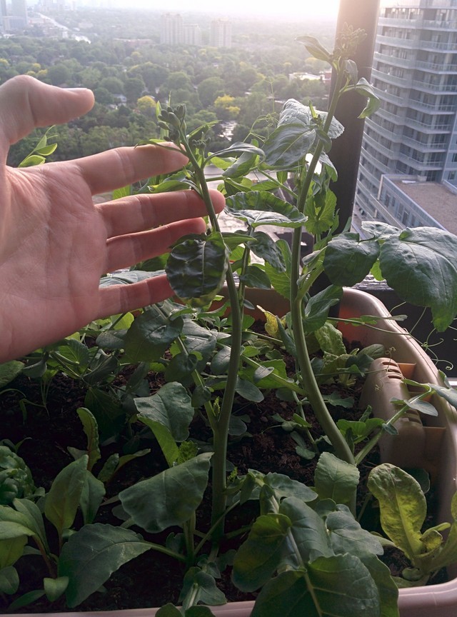 What the heck is this plant?