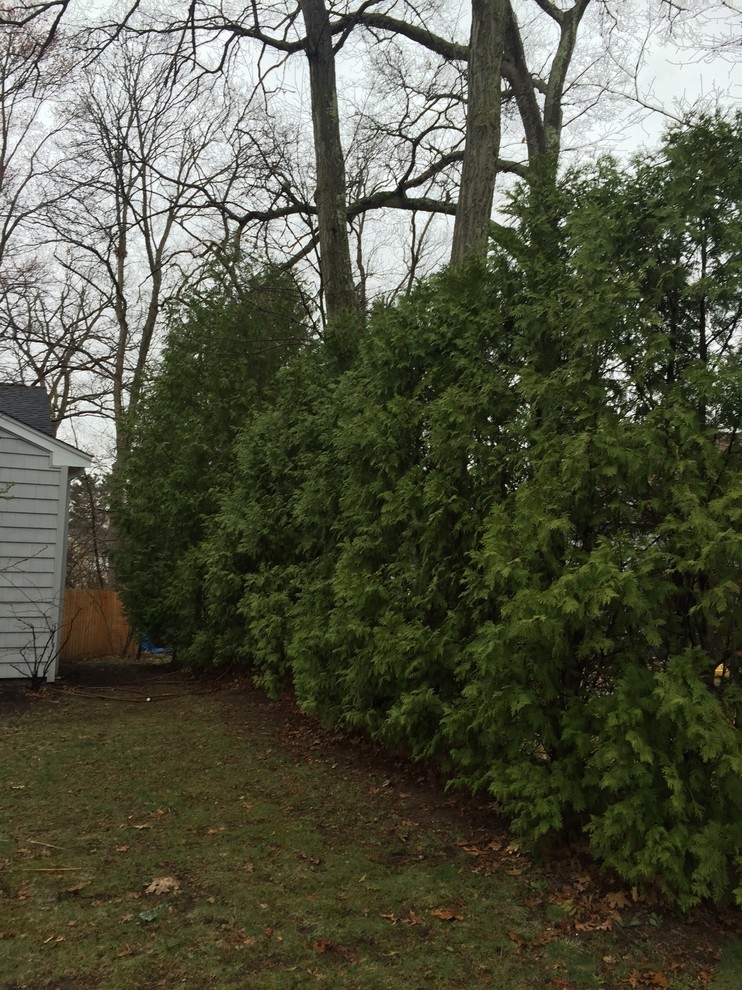 Basic bush/hedge