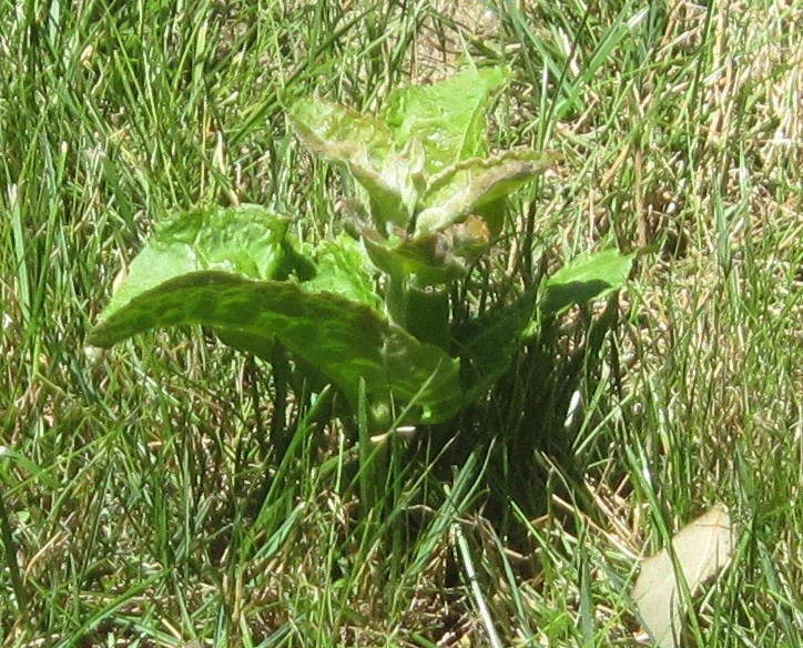 Poplar tree shoots in lawn