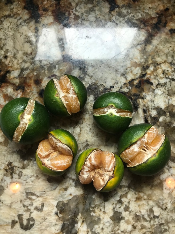 Fruit splitting...why? And fig harvest