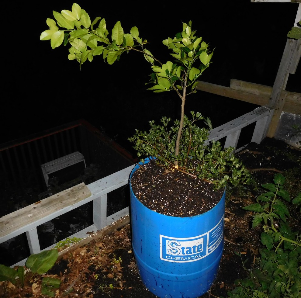 New Zealand lemonade tree gets a 30 gallon promotion.