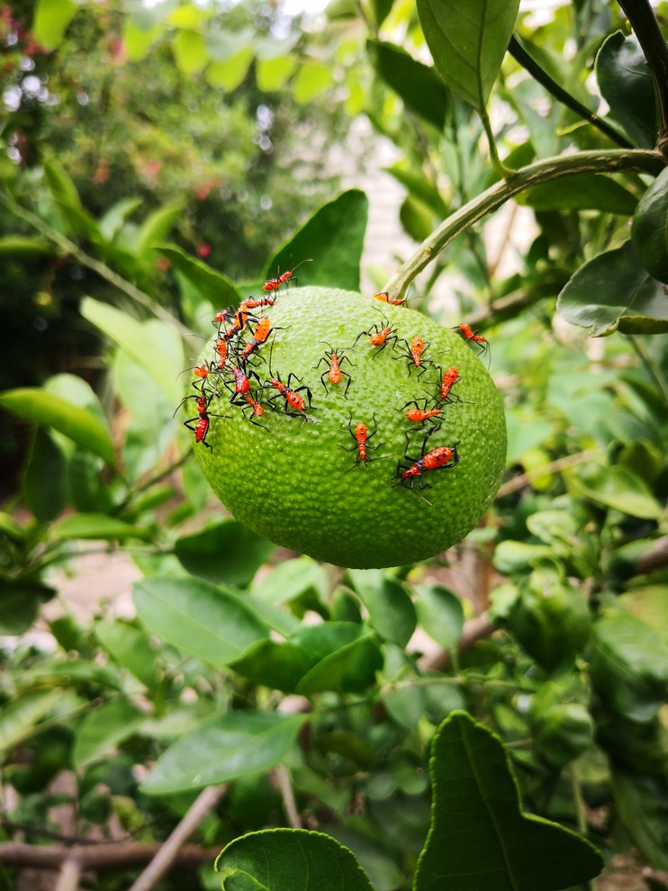 What are these bugs on my Satsuma and what can I do about them.