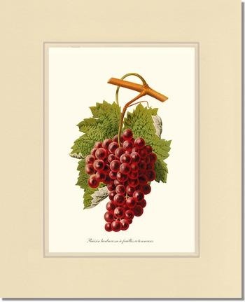 Vintage Botanical Fruit Art : Wine Grape, 11x14 Print - Traditional ...