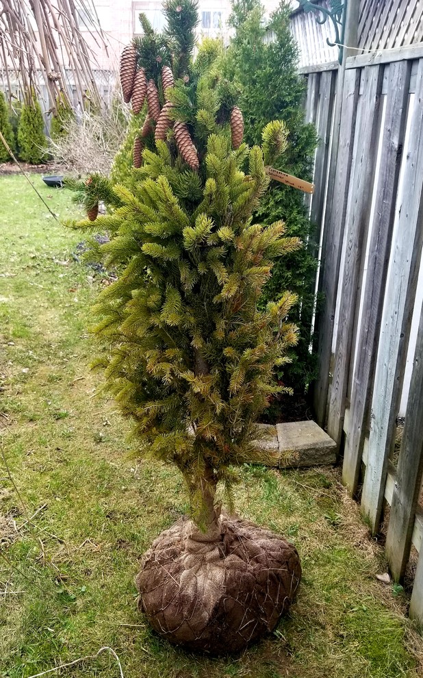 Cupressina Columnar Spruce cones