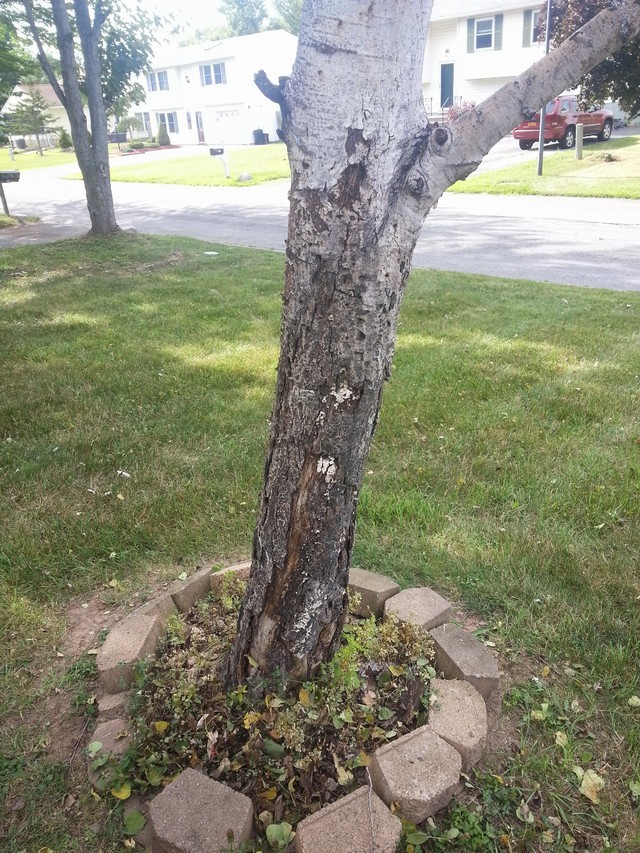 Is my tree dead?