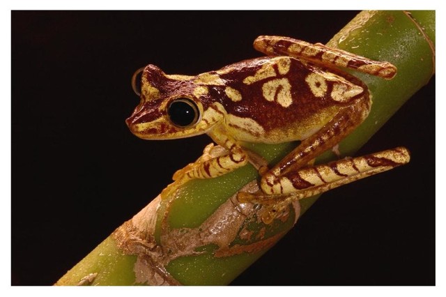 "Chachi Tree Frog adult, Choco Rainforest, Ecuador" Paper Art, 32"x22 ...