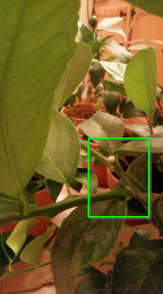 Meyer Lemon Tree Pruning