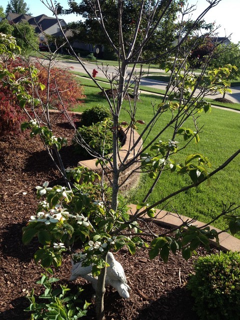 How Do I Know If My Dogwood Tree Is Dying
