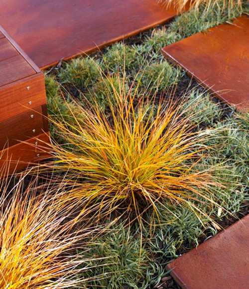 Great Plant: New Zealand Wind Grass