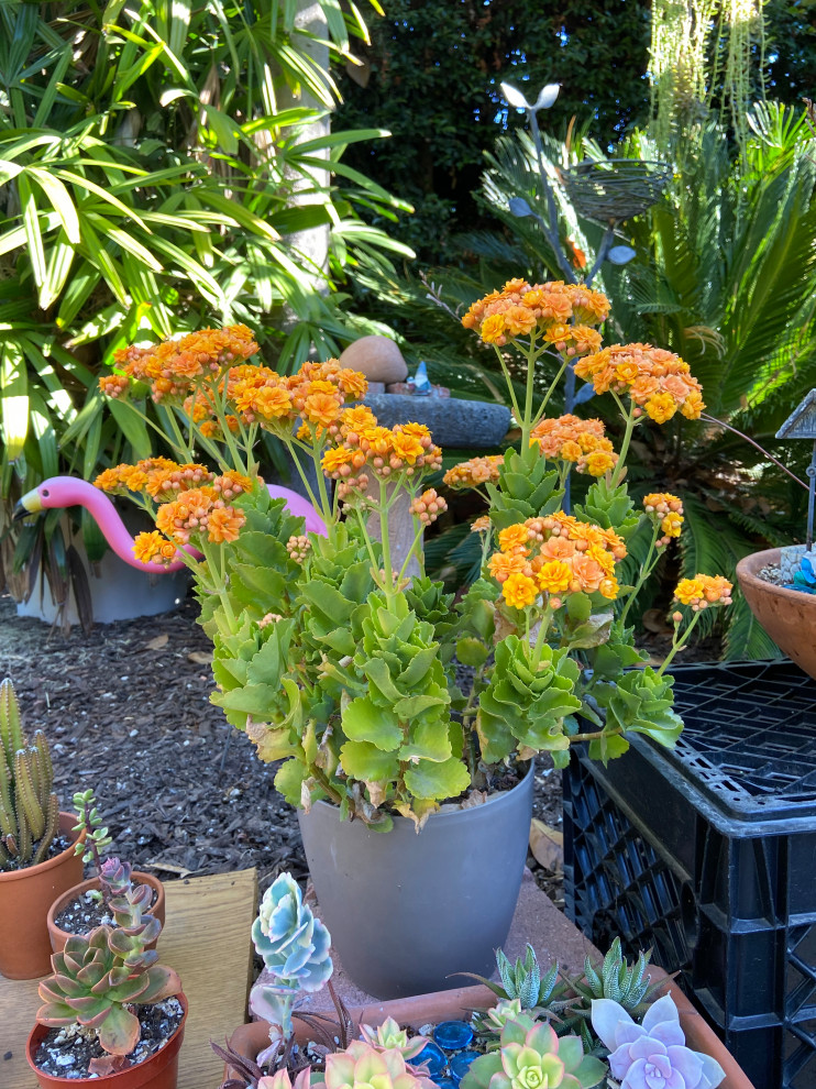 What to do with kalanchoe after blooming.