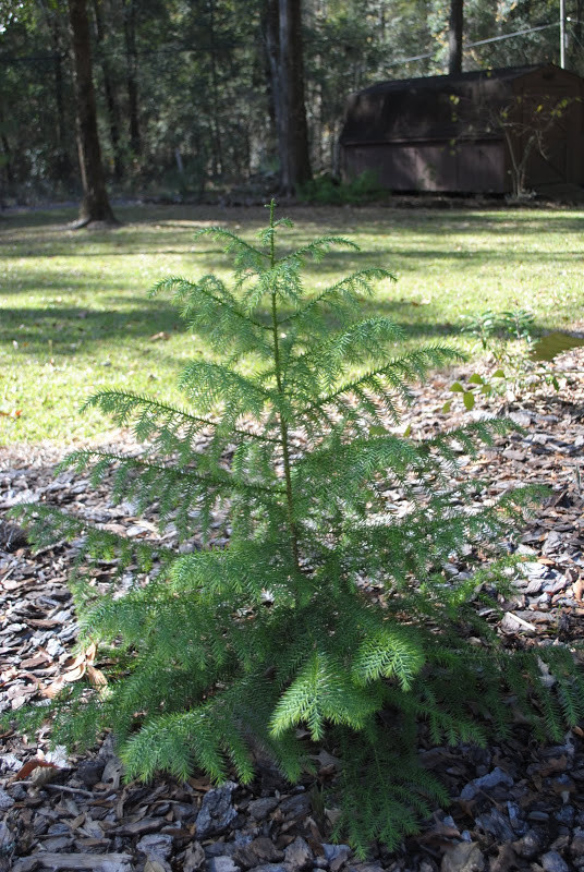 Taiwania cryptomerioides