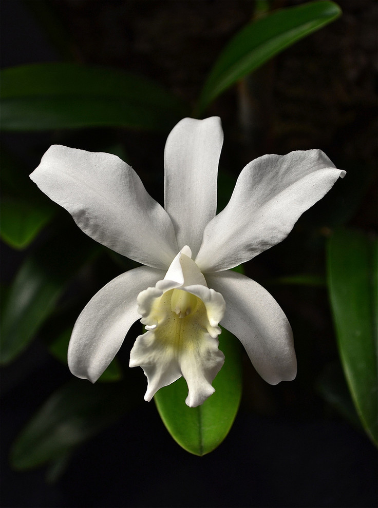 Lc Clayton Wagley alba