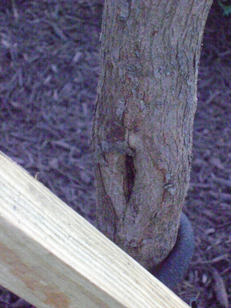 New Forest Pansy Redbud tree with trunk wounds - need advice