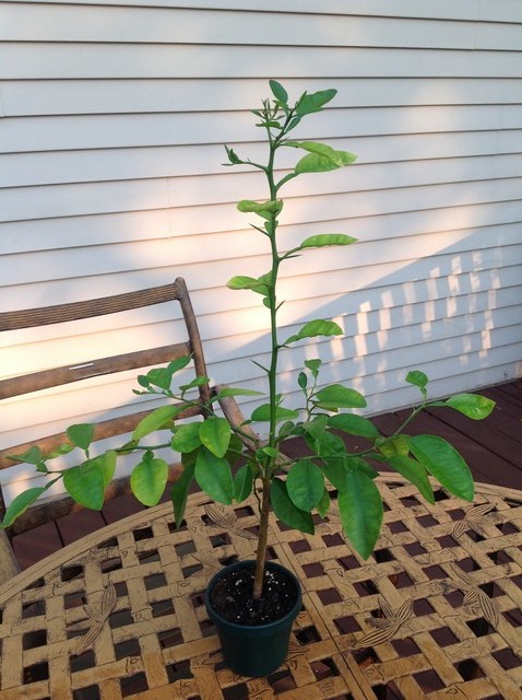 Container Lemon Tree