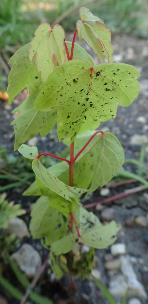 Red Stems & Maple Leaves?