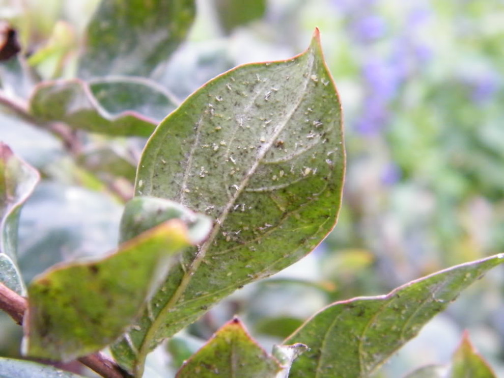 crepe myrtle pests