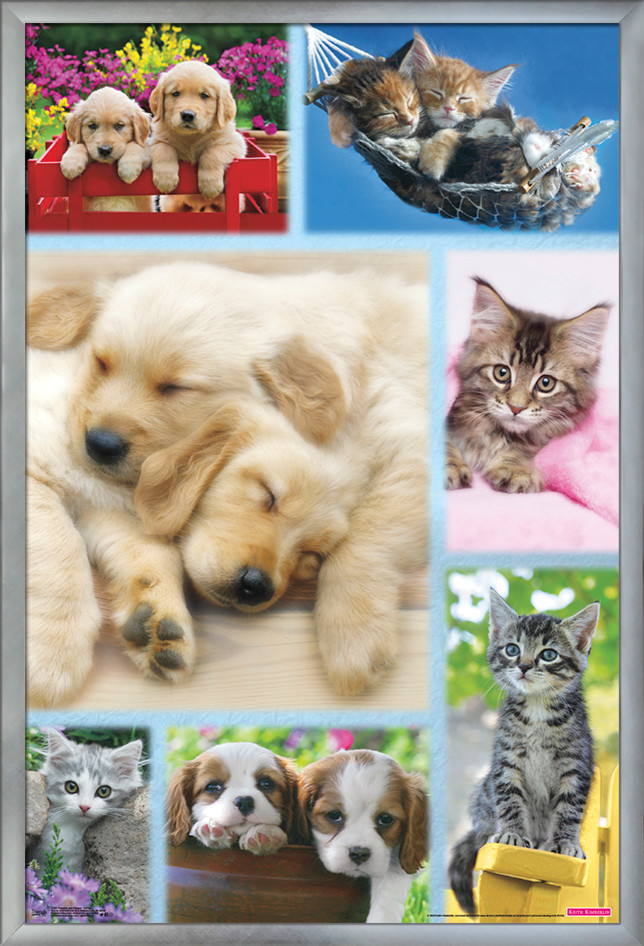 Puppies and Kittens Collage Poster, 24.25"x35.75" - Contemporary ...