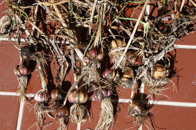 I have cloves!!!