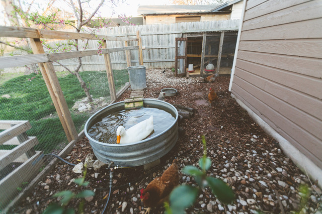 House Tour: An Urban Farm and Animal Sanctuary in Austin