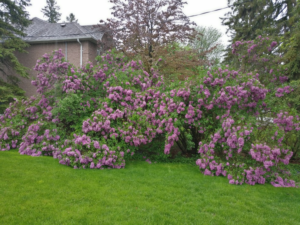 Lilac season