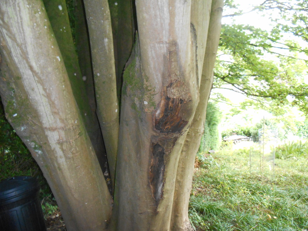 sycamore bark peeling off | Houzz Forum