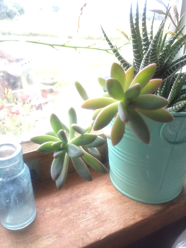 Can you identify this plant?
