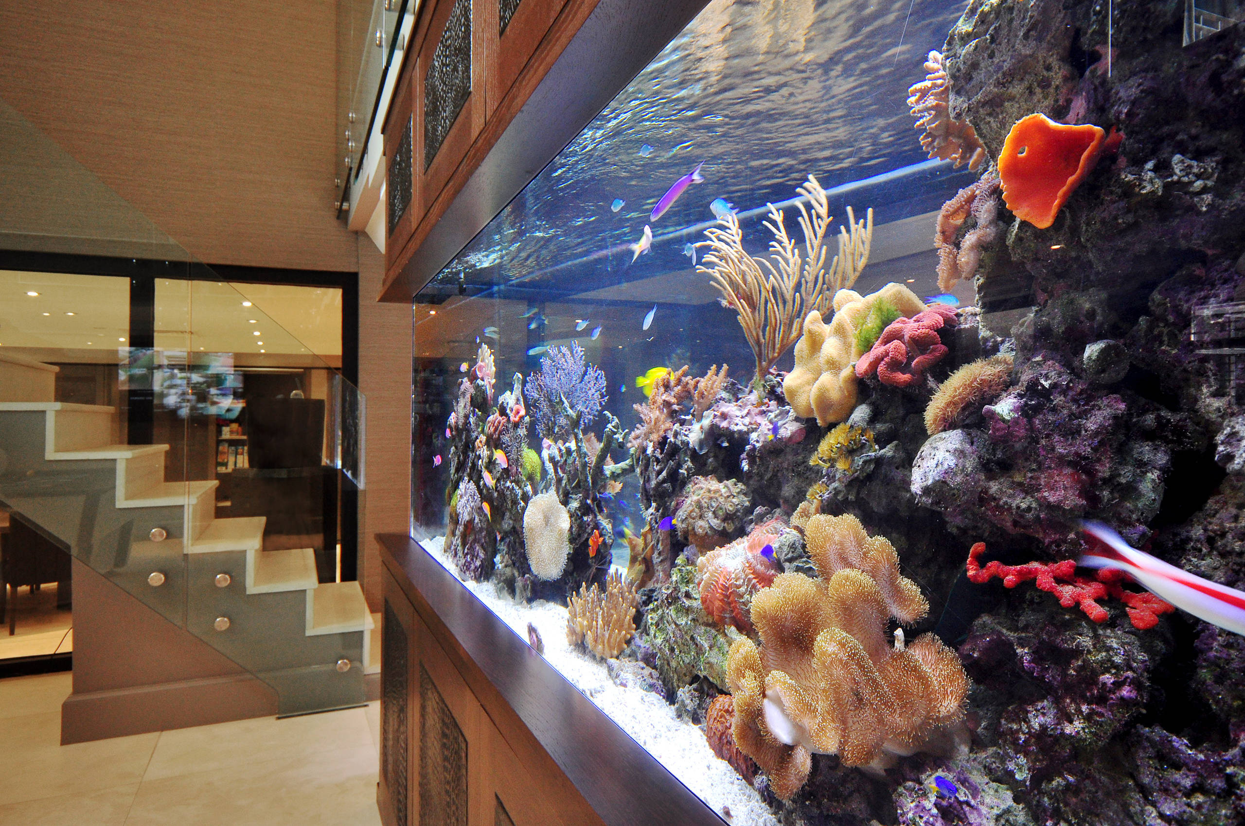 Ask a Designer: Can I Have an Aquarium in My Home? | Houzz IE
