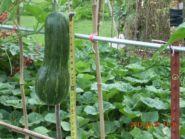 Need trellis tips for squash