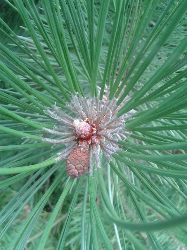 Identifying a 2-Needle Pine