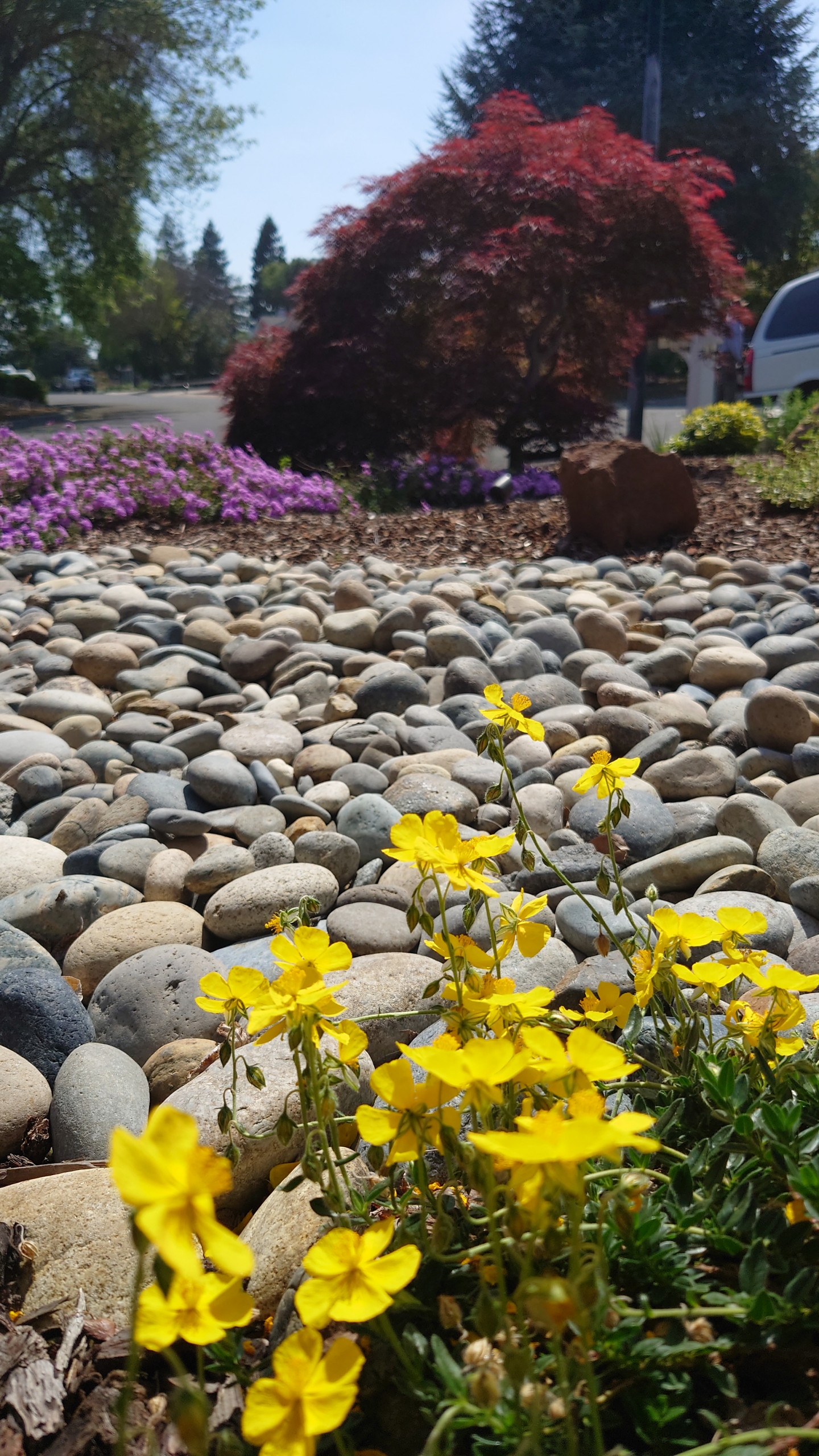 DESIGN TO COMPLIMENT MAPLE TREES