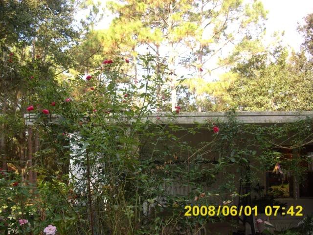 Growth form of Louis Phillipe, the Cracker Rose