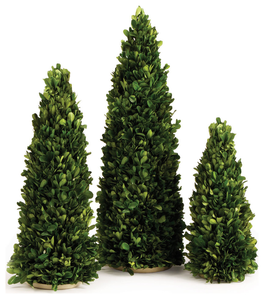 Boxwood Mini Trees, Set of 3, 6x6x20;5x5x16;4x4x12 - Plants - by Napa ...