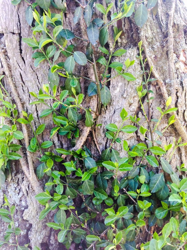 Invading vine
