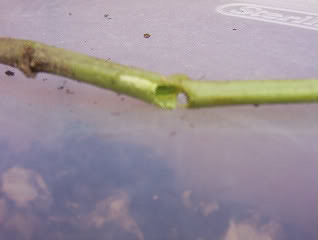 Hole Chewed Through Tomato Plant Stem