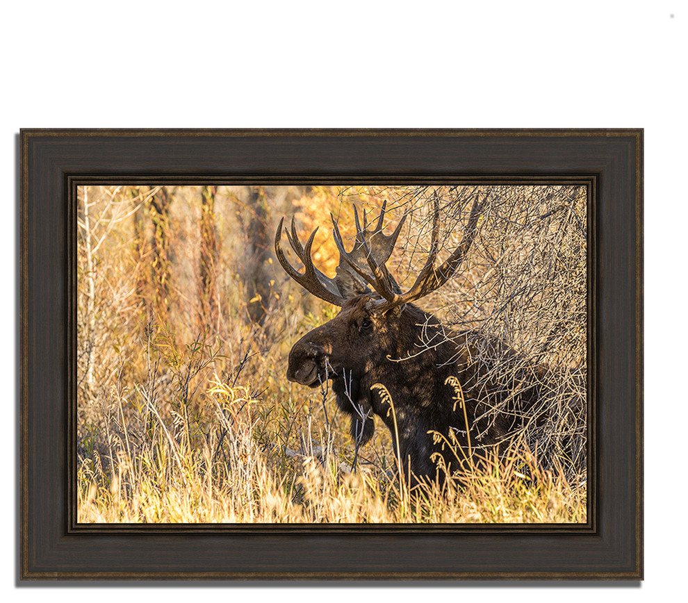 "Black Antler Moose", Framed Photograph Print, Ready To Hang ...