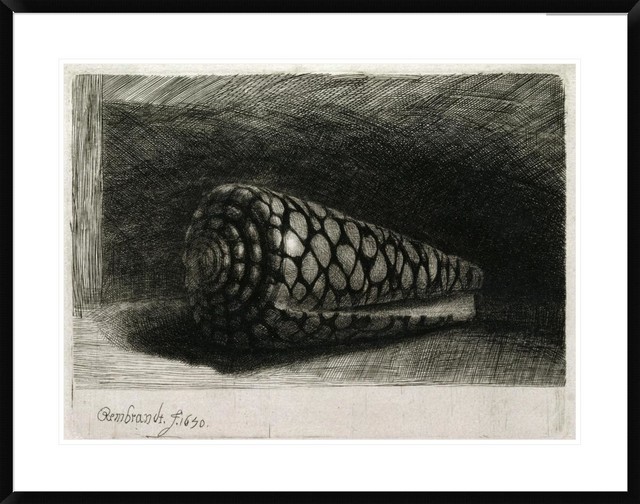 "The Shell (Conus Marmoreus)" Framed Print by Rembrandt Van Rijn, 24 ...