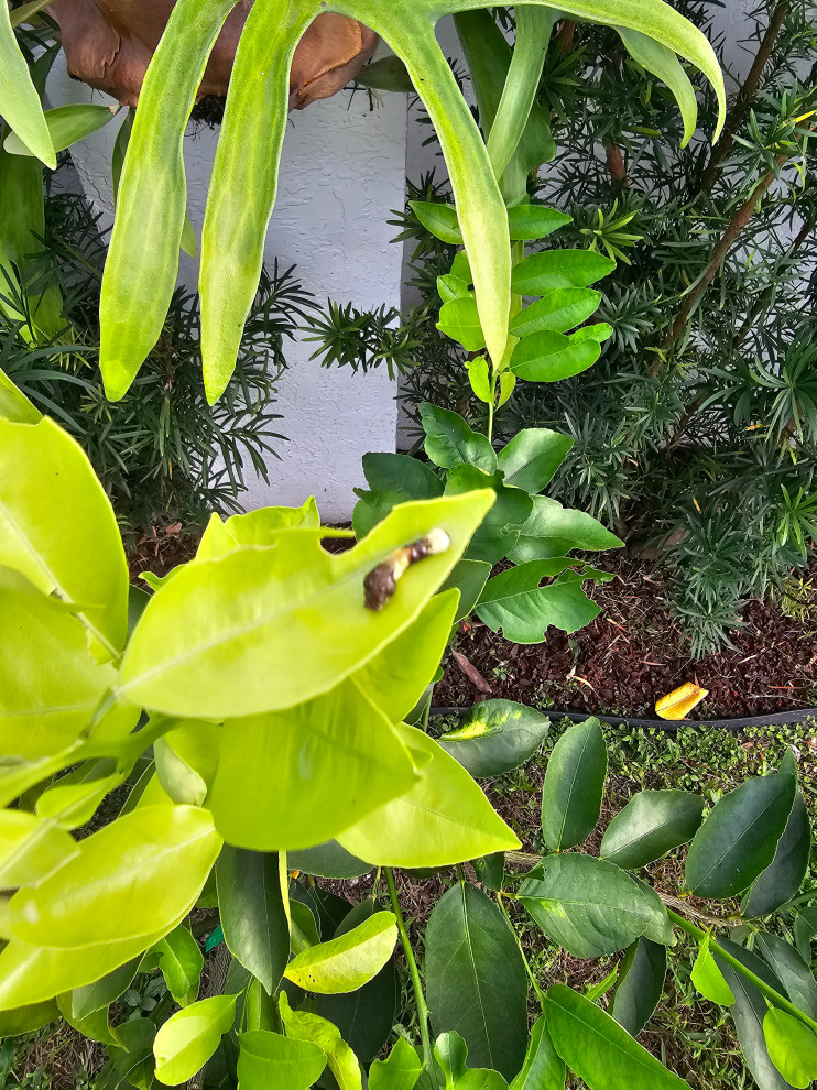 What Is Eating My Citrus Tree Leaves what-is-eating-my-citrus-tree-leaves