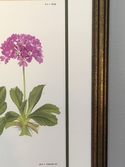 Original Vintage English Botanical Prints, Set of 3s - Traditional ...