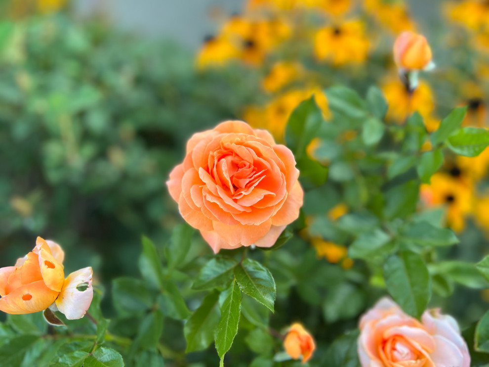 Praise for Tangerine Skies Rose