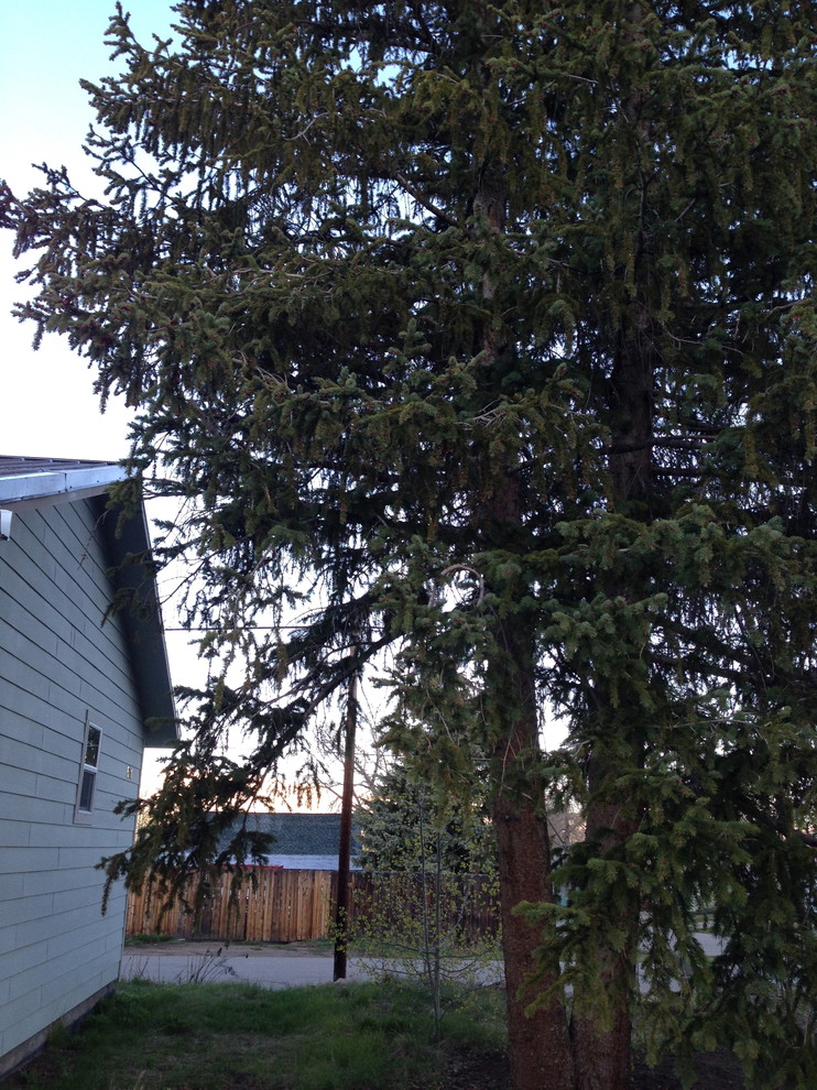 Spruce tree - cut or keep?