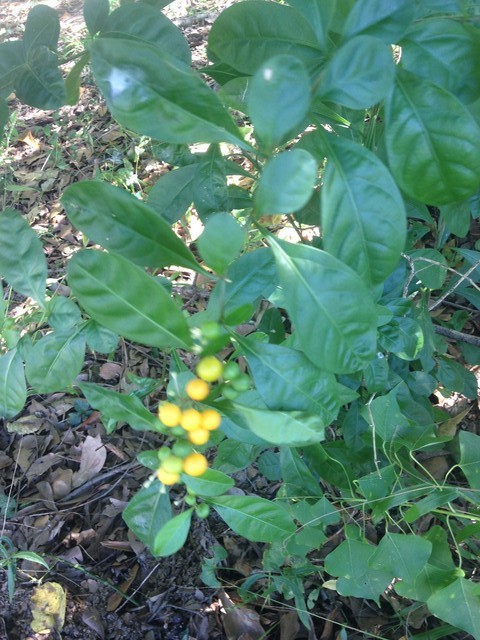 Wild citrus looking plant?
