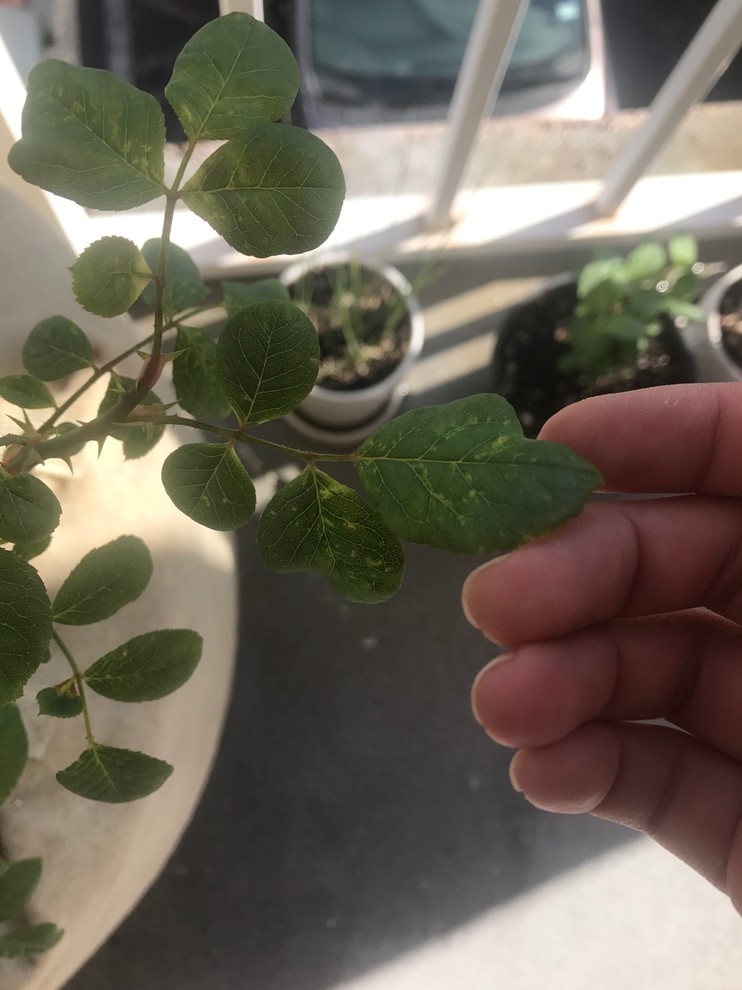 Jude the Obscure Leaves have Yellow Spots